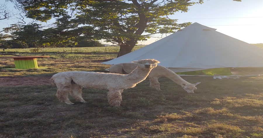 Lazy H Alpaca Ranch Camping | Yukon, Oklahoma