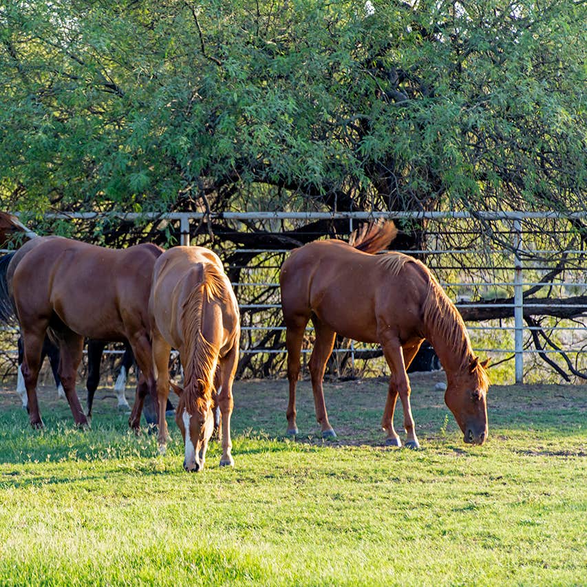 Aztec Village RV Park Camping | The Dyrt