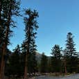 McWilliams Campground | Mount Charleston, Nevada