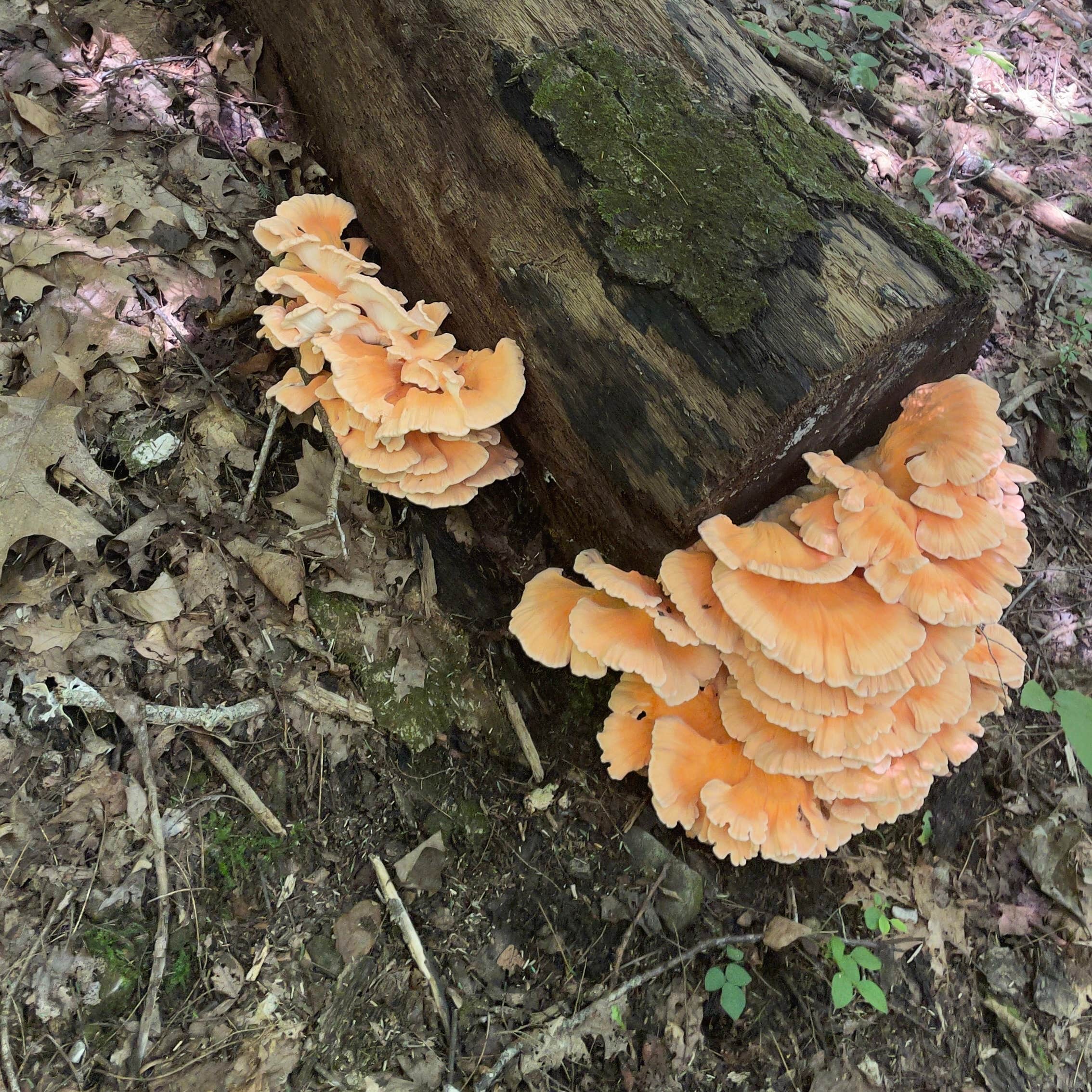 Mash Fork Campground — Camp Creek State Park | Camp Creek, WV