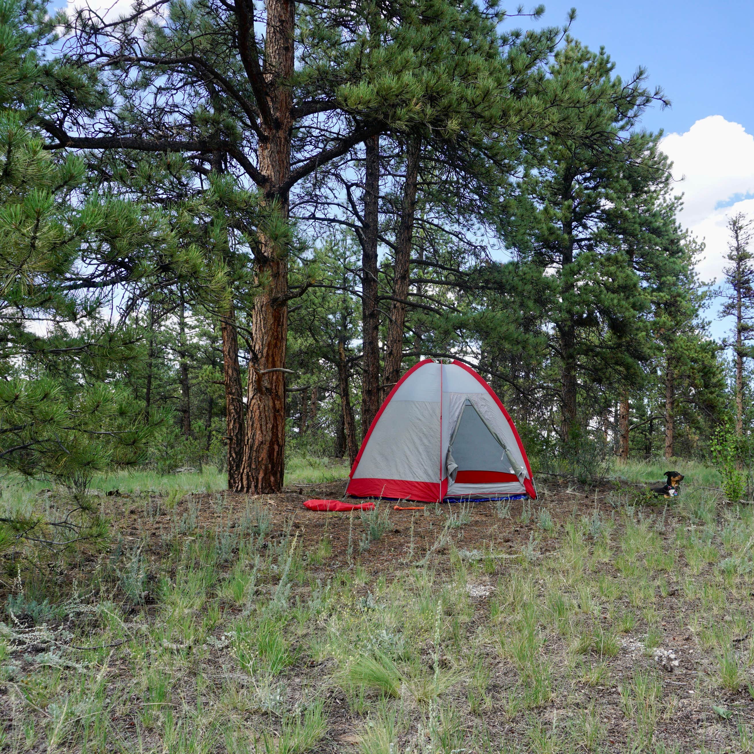 Badger Flats Camping | Lake George, Colorado