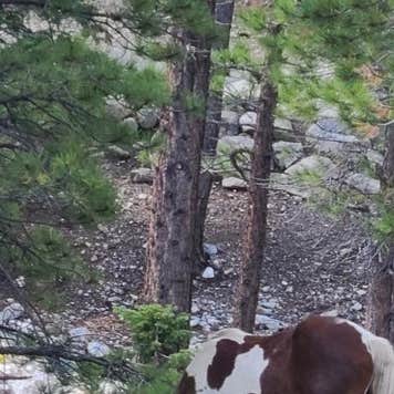 McWilliams Campground | Mount Charleston, Nevada