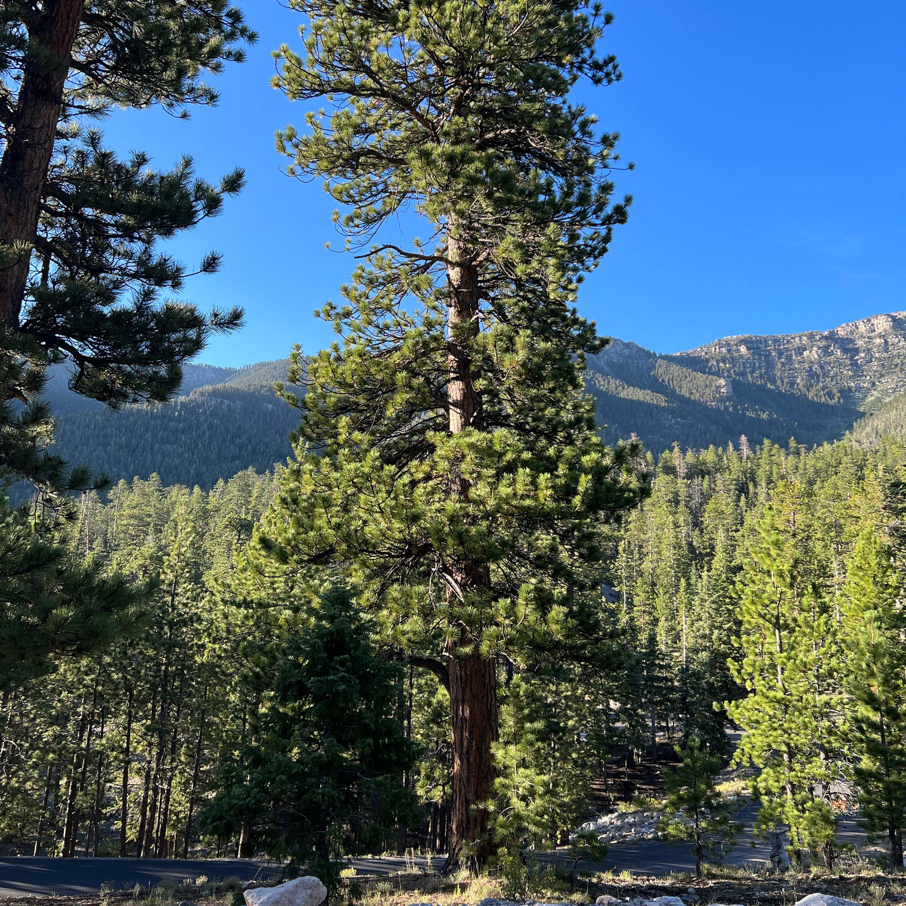 McWilliams Campground | Mount Charleston, Nevada