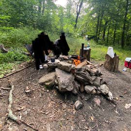 Wolf Gap Camping | The Dyrt