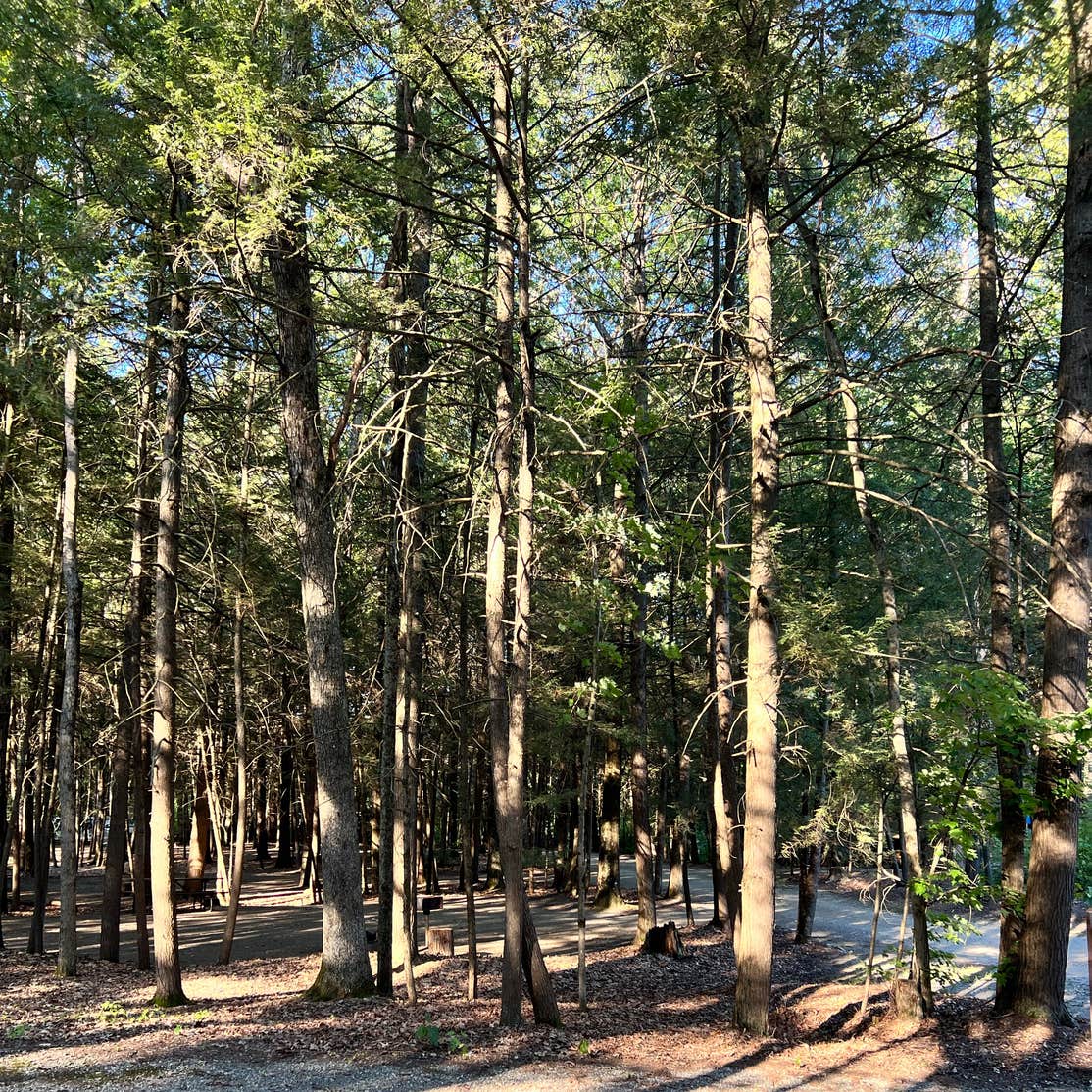 Fort Dummer State Park Campground | Guilford, VT