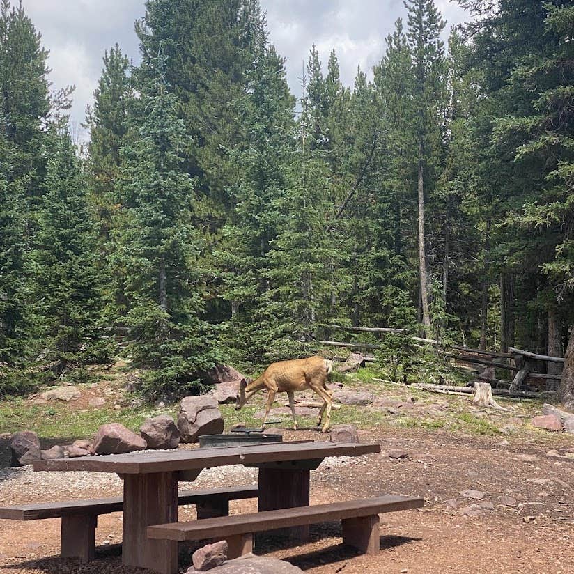 Ashley National Forest Paradise Park Campground Camping | The Dyrt