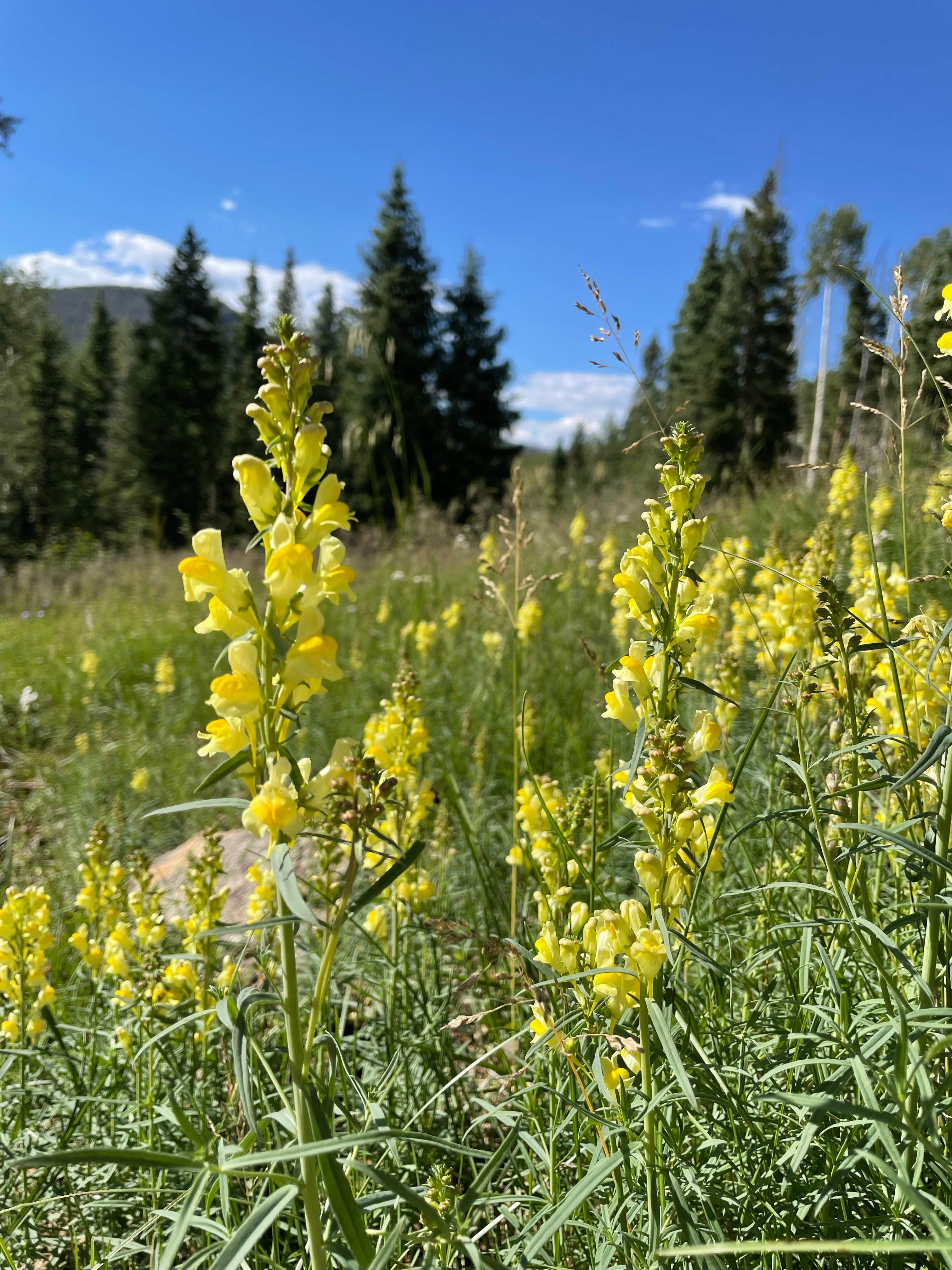 Natural Arch Dispersed Site Camping | The Dyrt