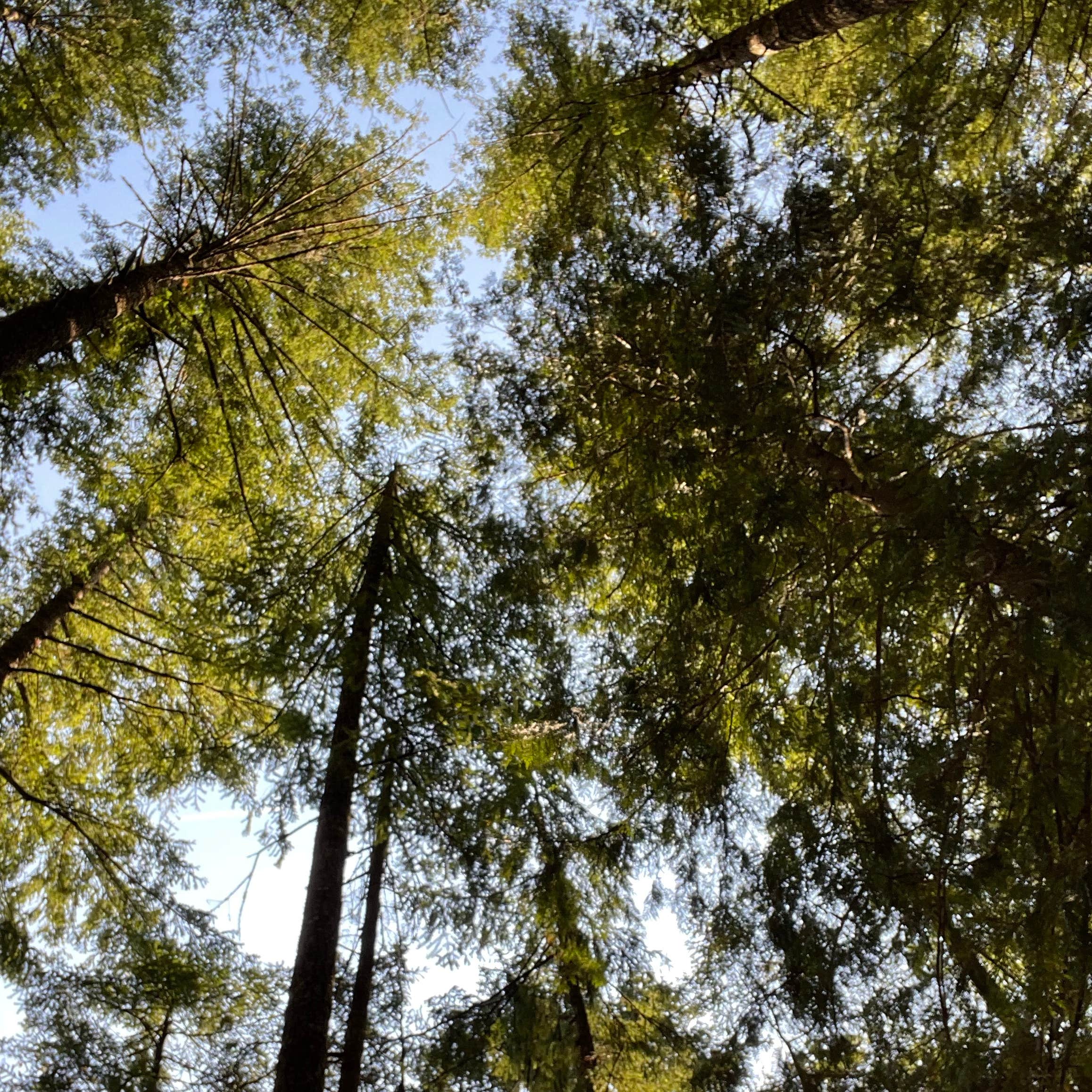 Promontory Park Camping | Estacada, Oregon