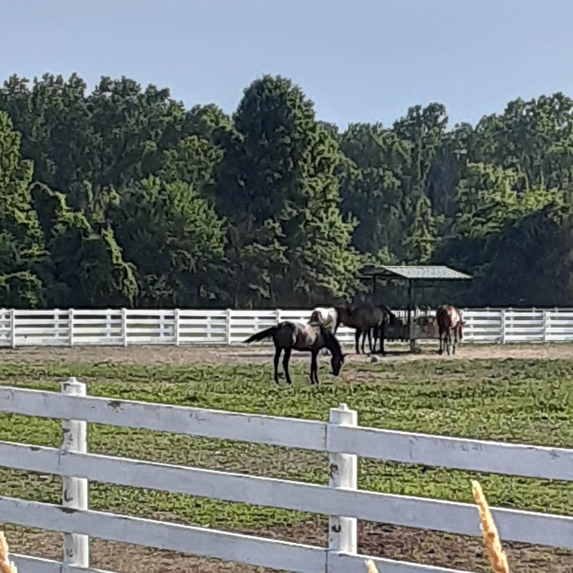 Cedarlane RV Resort | Port Clinton, OH