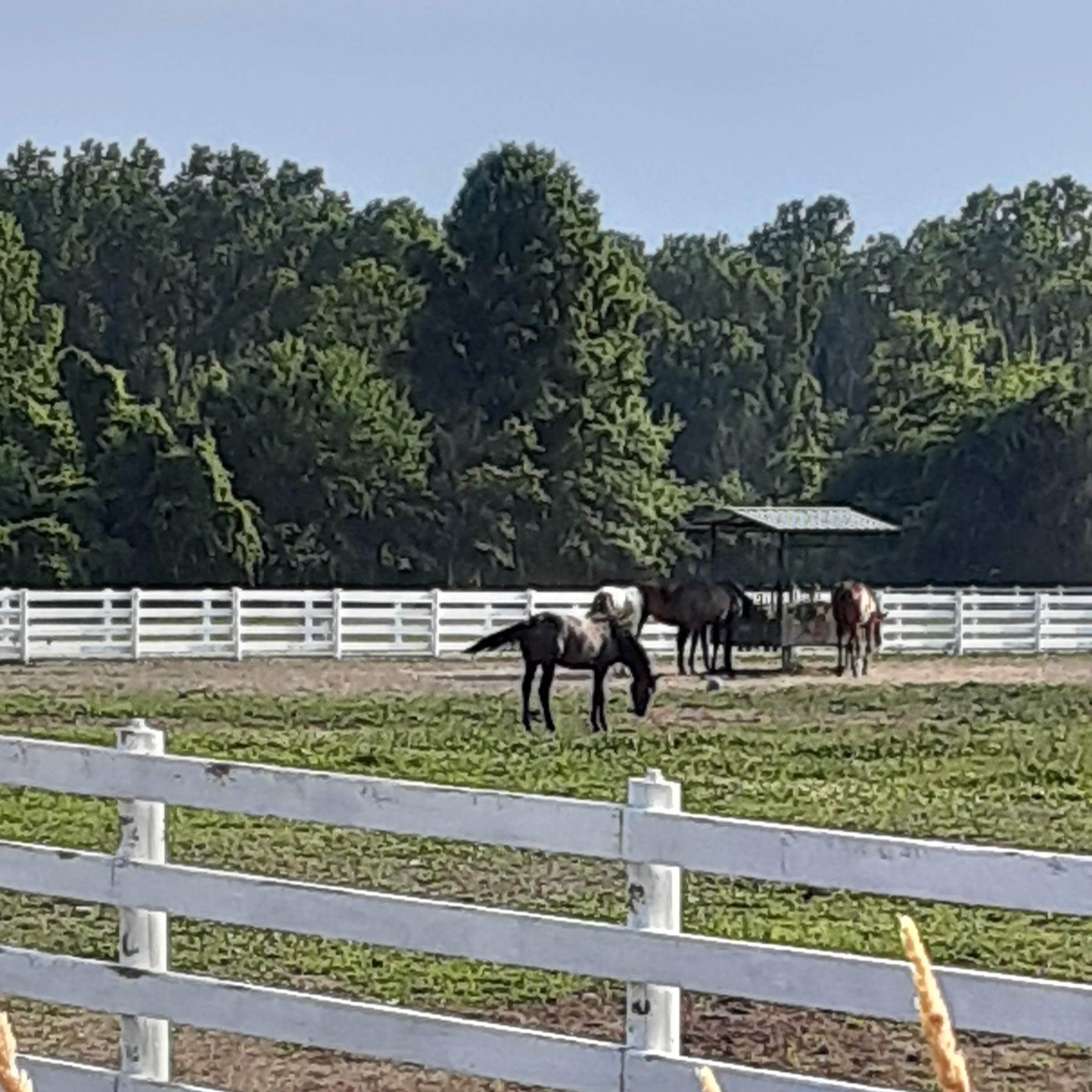 Cedarlane RV Resort | Put-in-Bay, Ohio