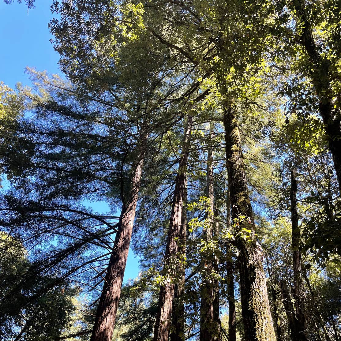 Mount Madonna County Park Camping | Gilroy, California