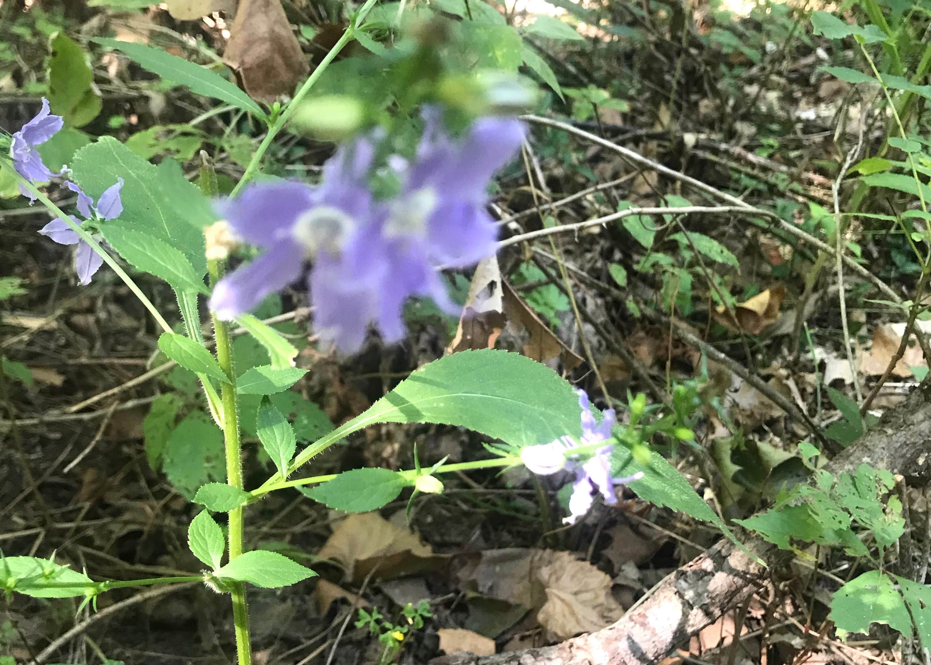 Bennett Spring State Park Camping | The Dyrt