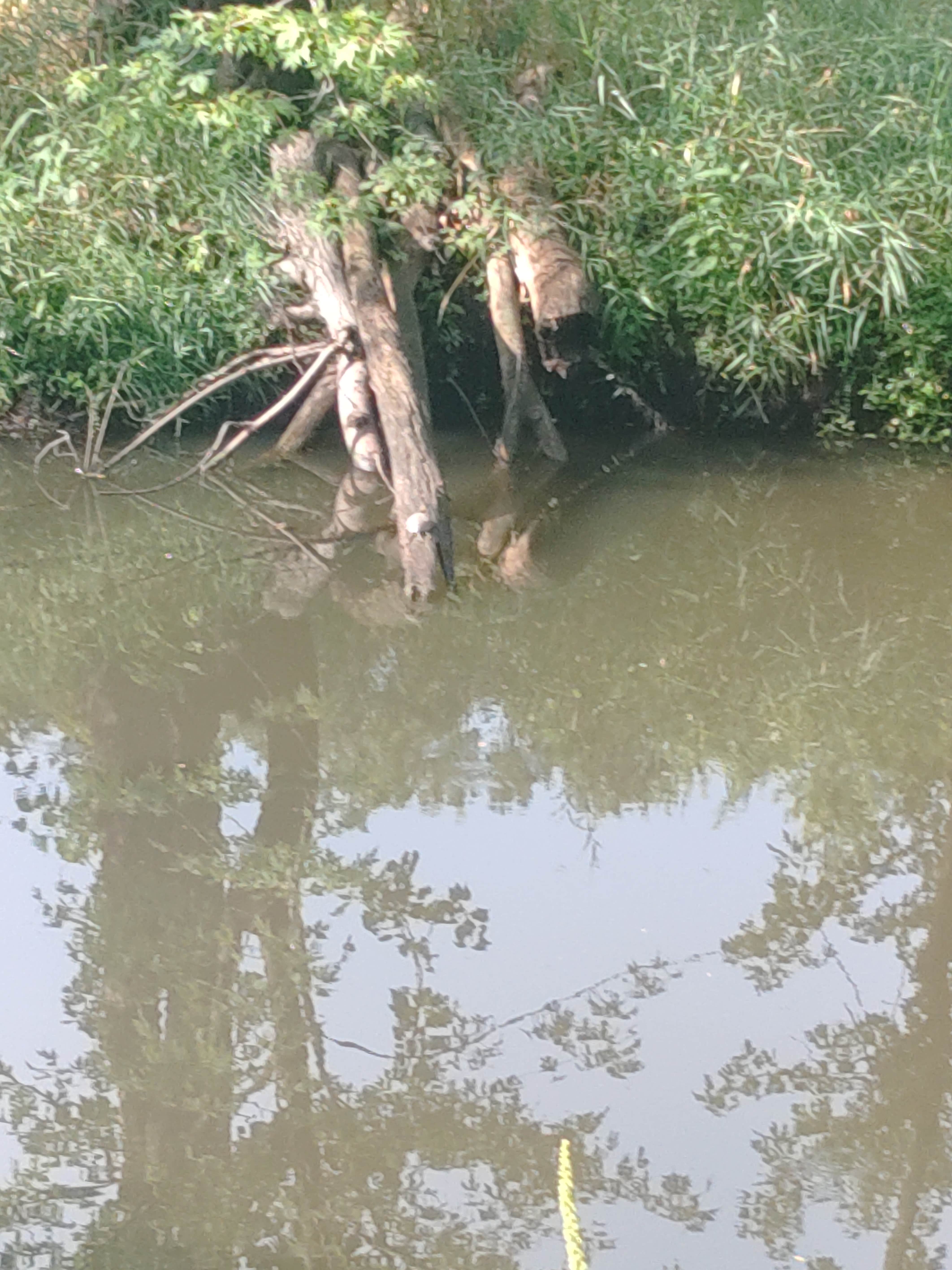 Saulsbury Bridge Rec Area - Cedar River Campground | West Liberty, IA
