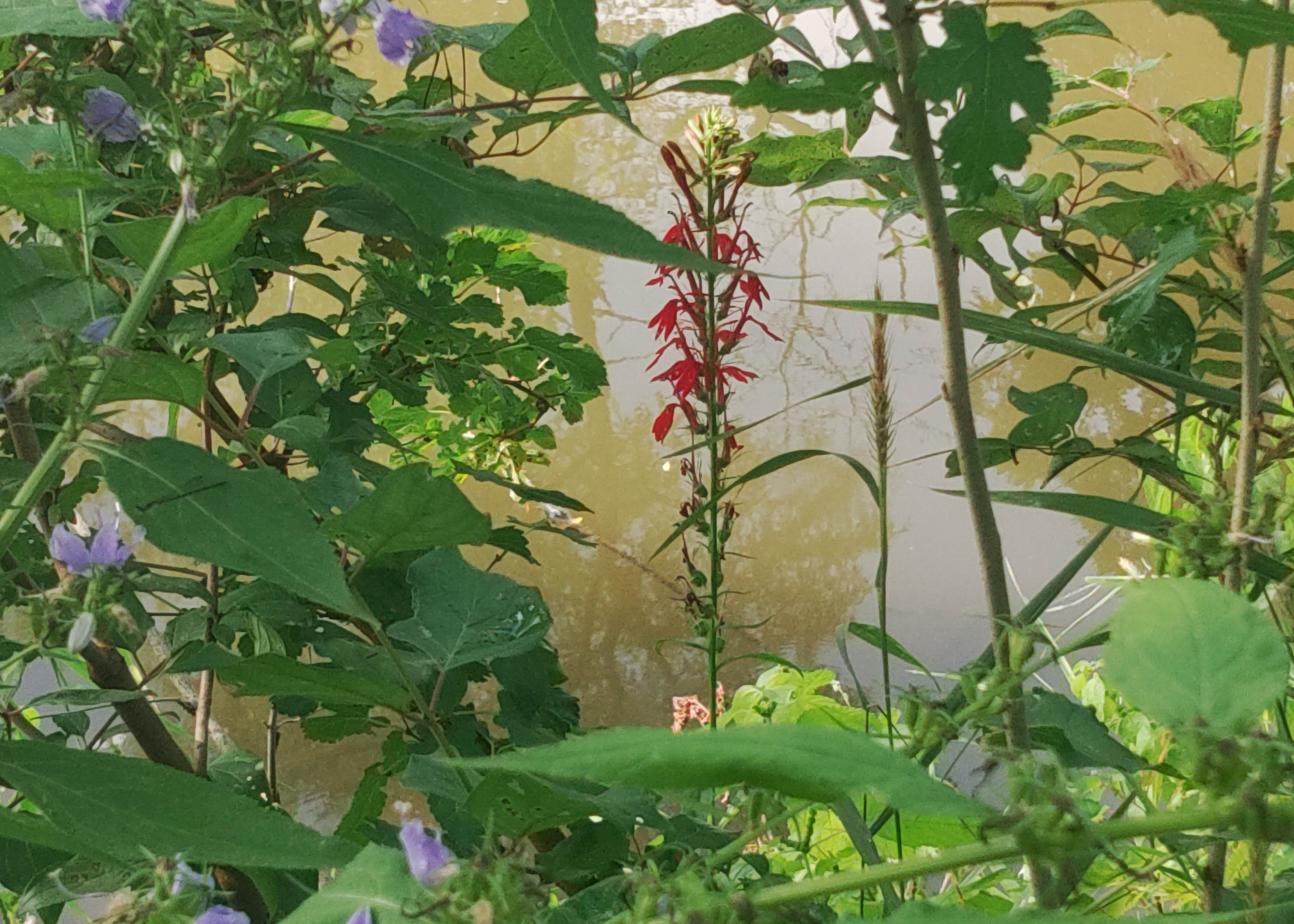 Saulsbury Bridge Rec Area, Primitive Tent Camp Camping | The Dyrt