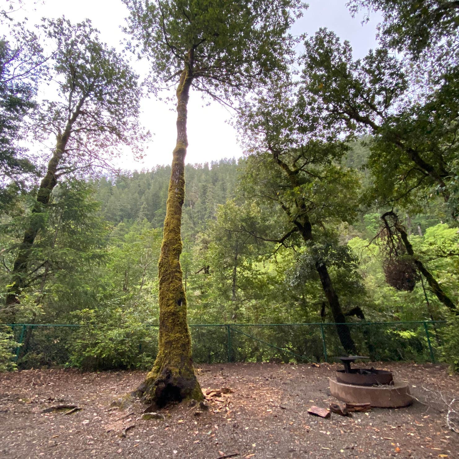 Patrick Creek Campground | Gasquet, California