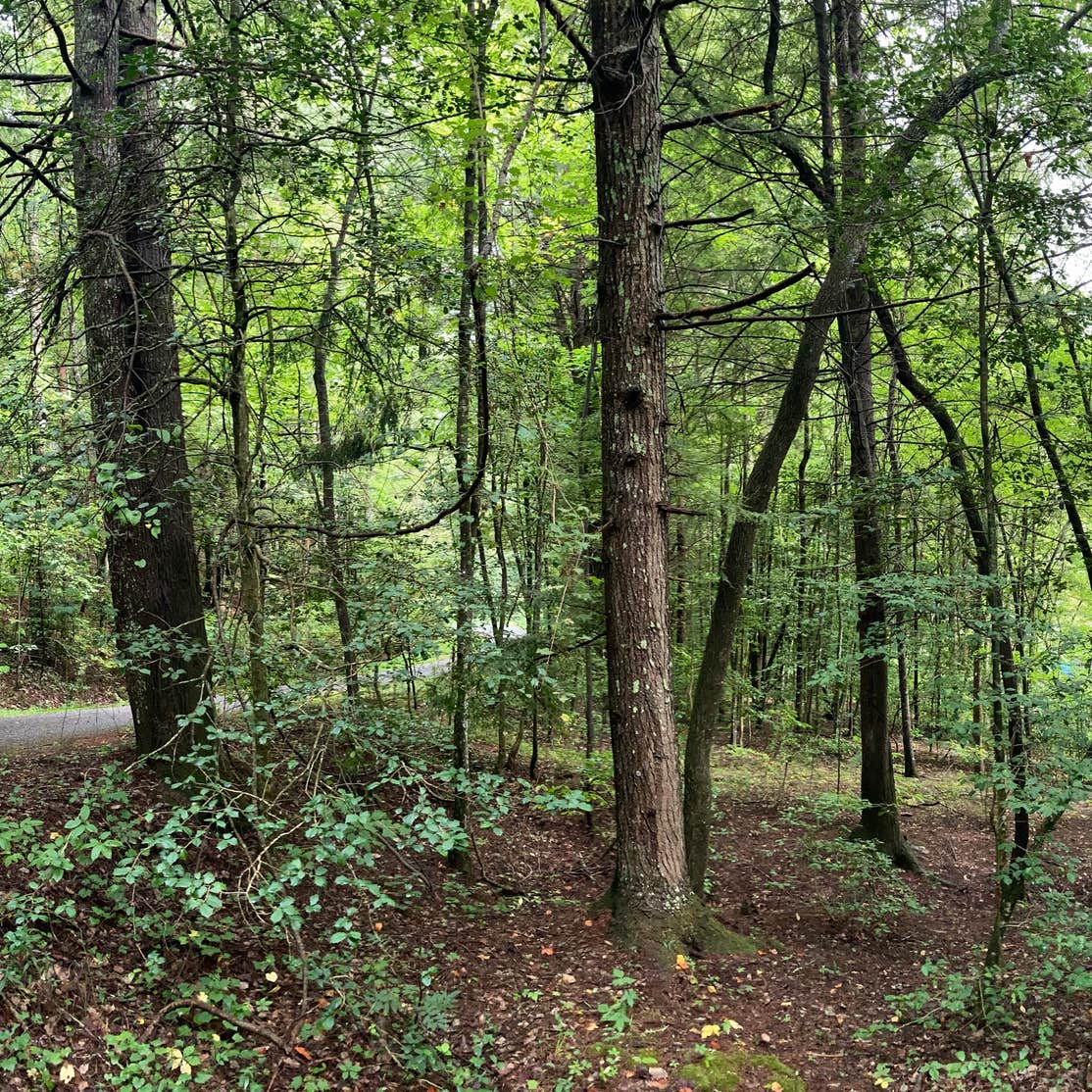 Lake Rabun Beach Recreation Area Camping | Lakemont, GA
