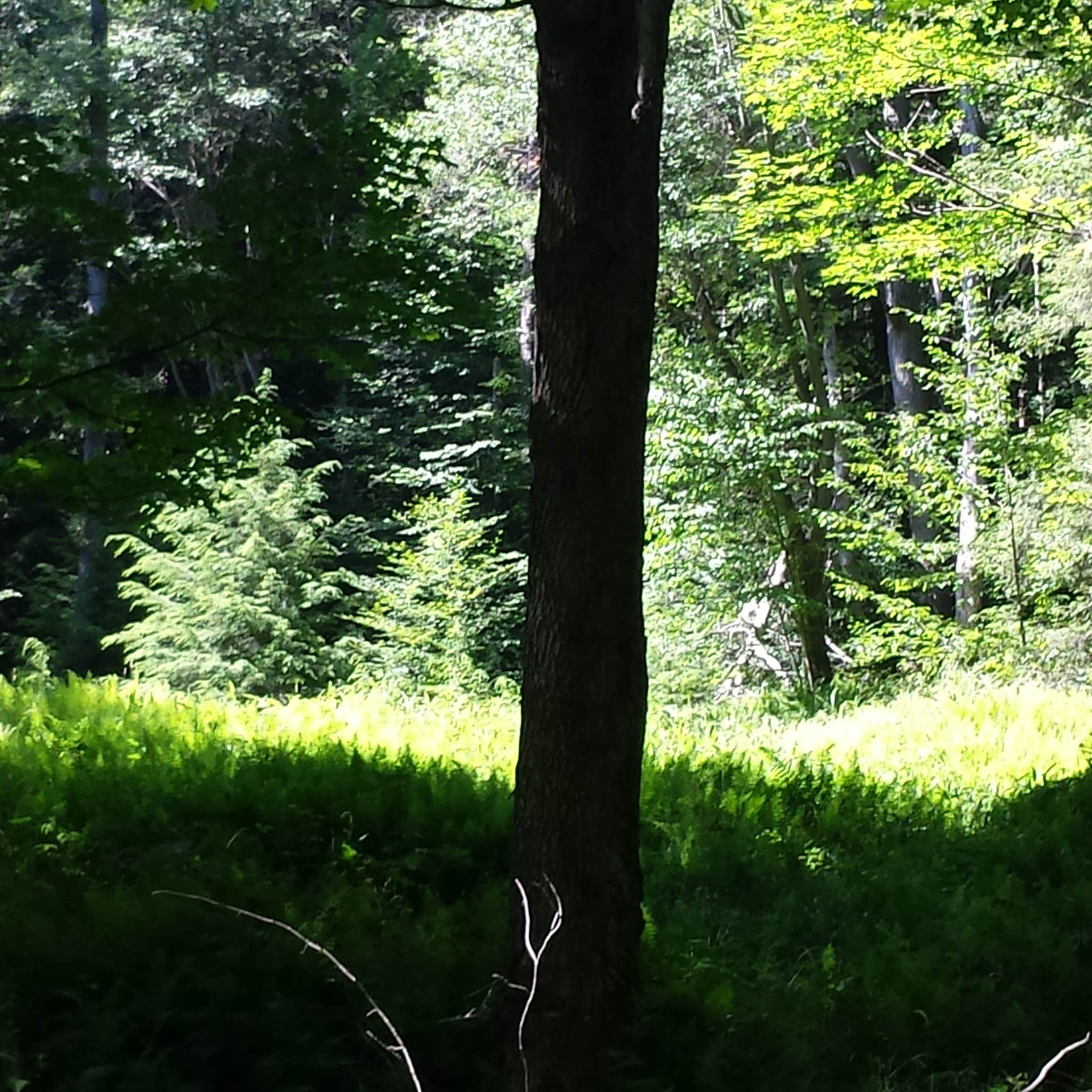Chapman State Park Camping | The Dyrt