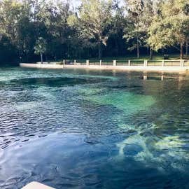 Salt Springs Recreation Area Camping | The Dyrt