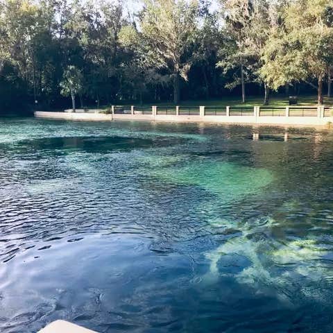 Salt Springs Recreation Area Camping | The Dyrt