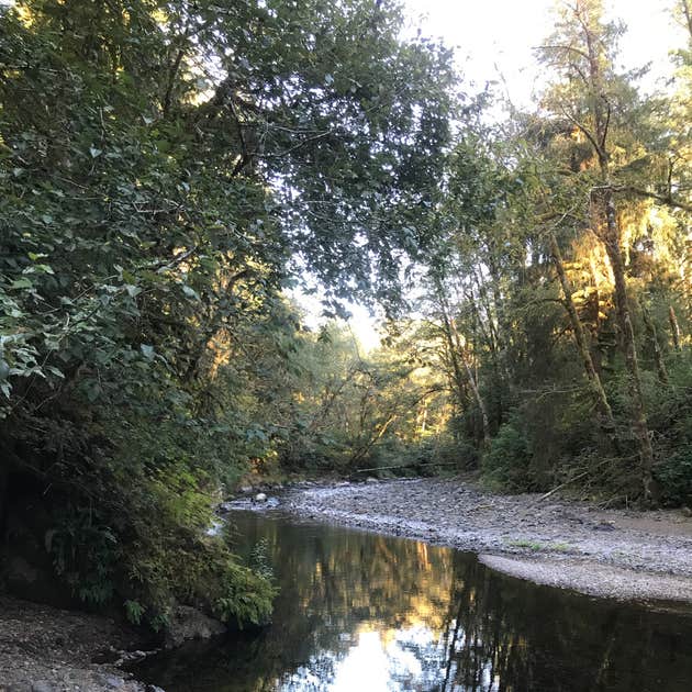Cook Creek Camping | Tillamook State Forest, Oregon