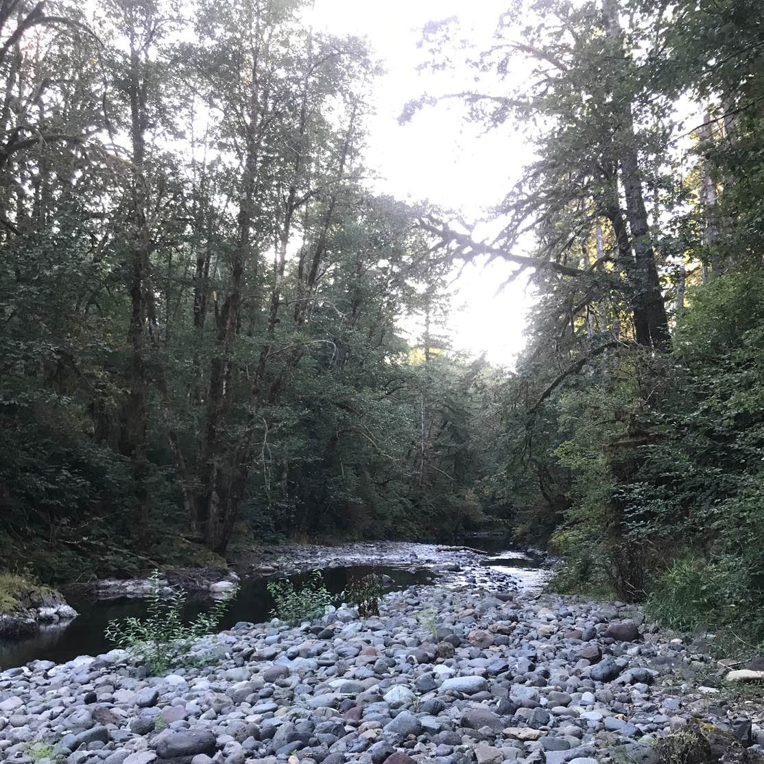 Cook Creek Camping | Tillamook State Forest, OR