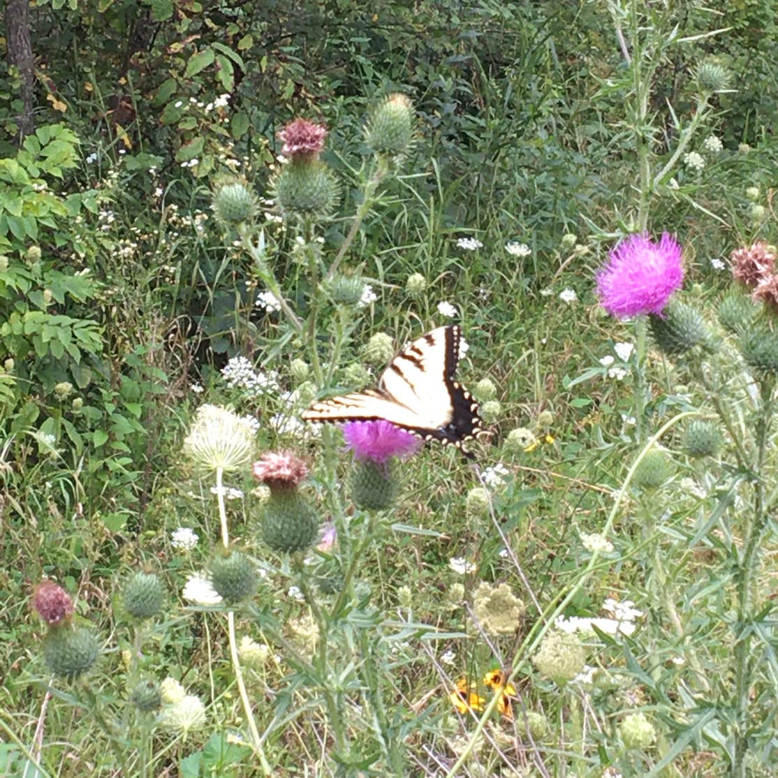 Minneiska Campground — Whitewater State Park | Elba, Minnesota