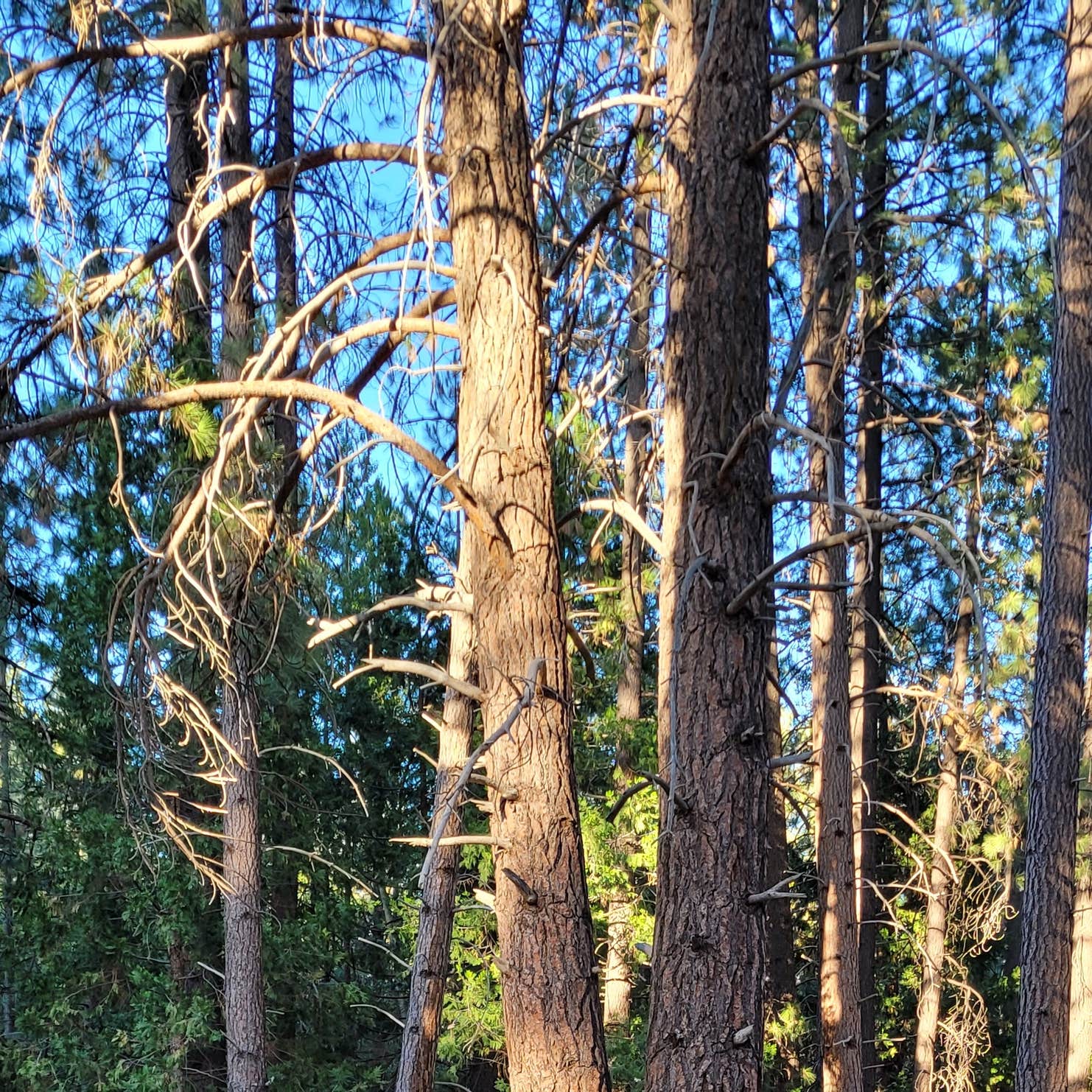 Peppermint Campground | Camp Nelson, California