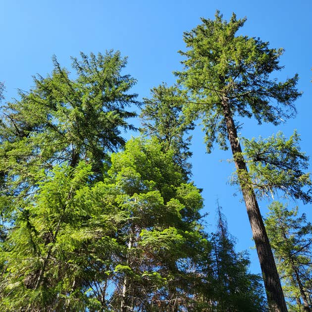 Natural Bridge Campground | Prospect, Oregon