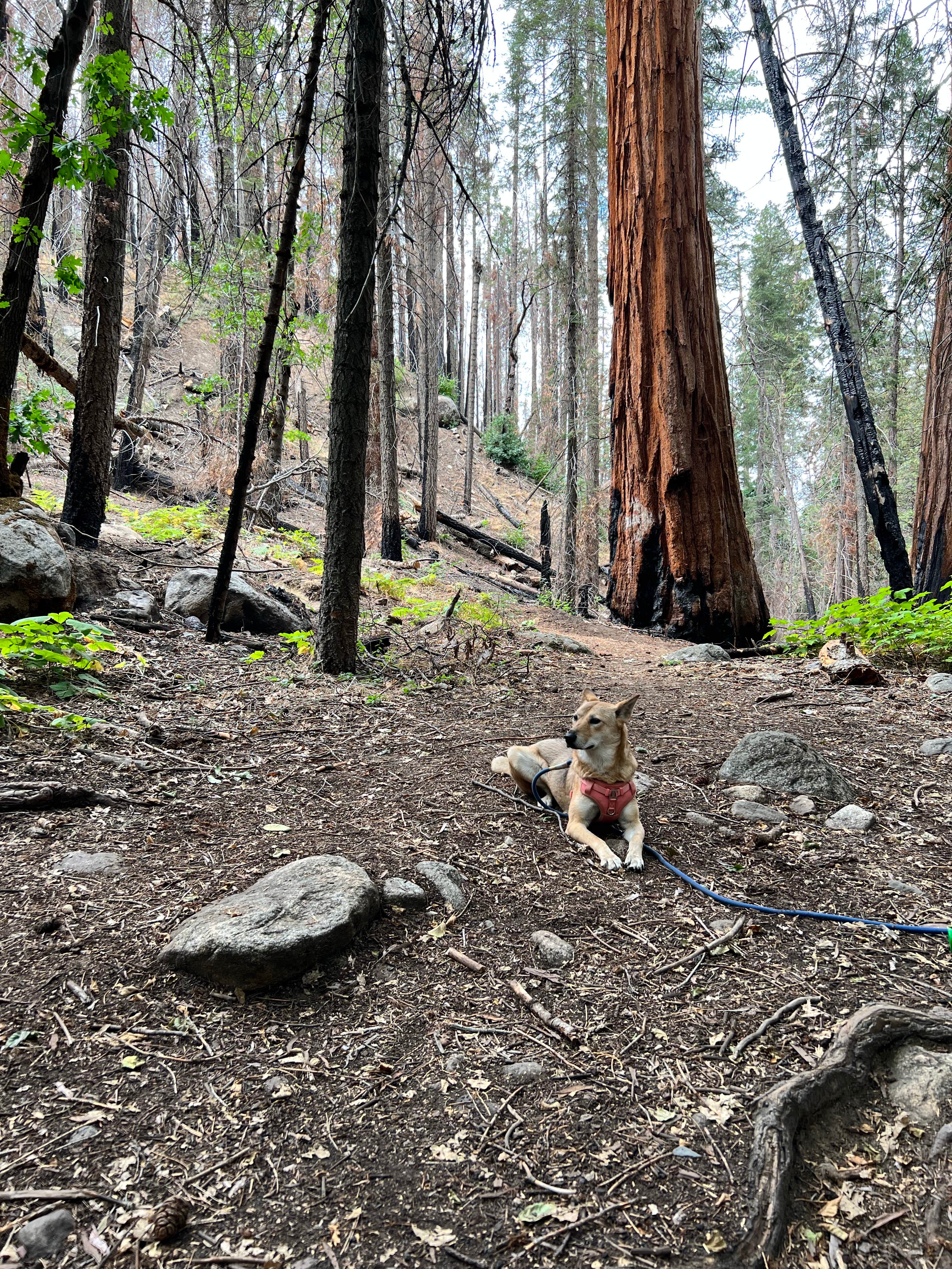 Sequoia National Forest Coy Flat Campground Camping | The Dyrt