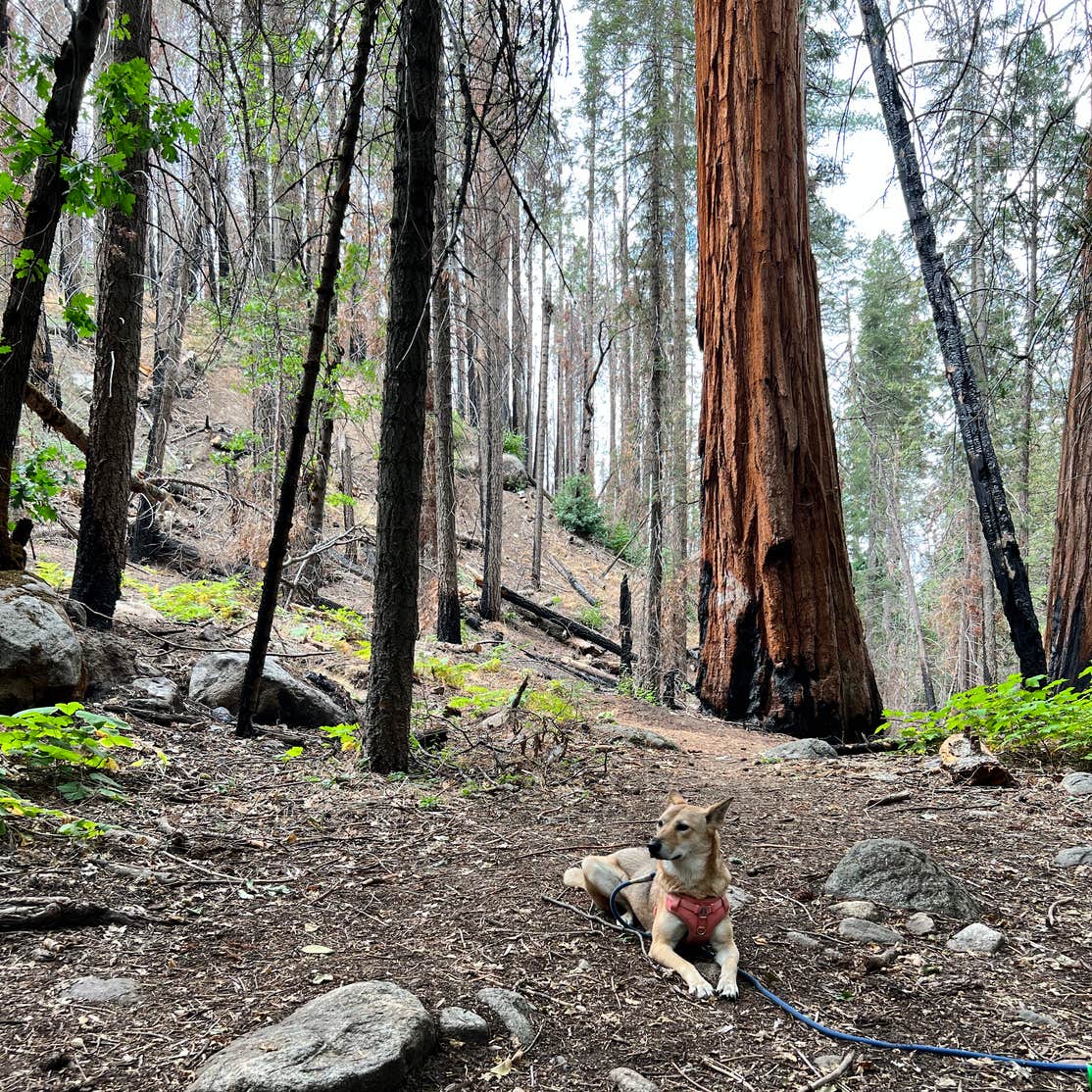 Sequoia National Forest Belknap Campground | Camp Nelson, California