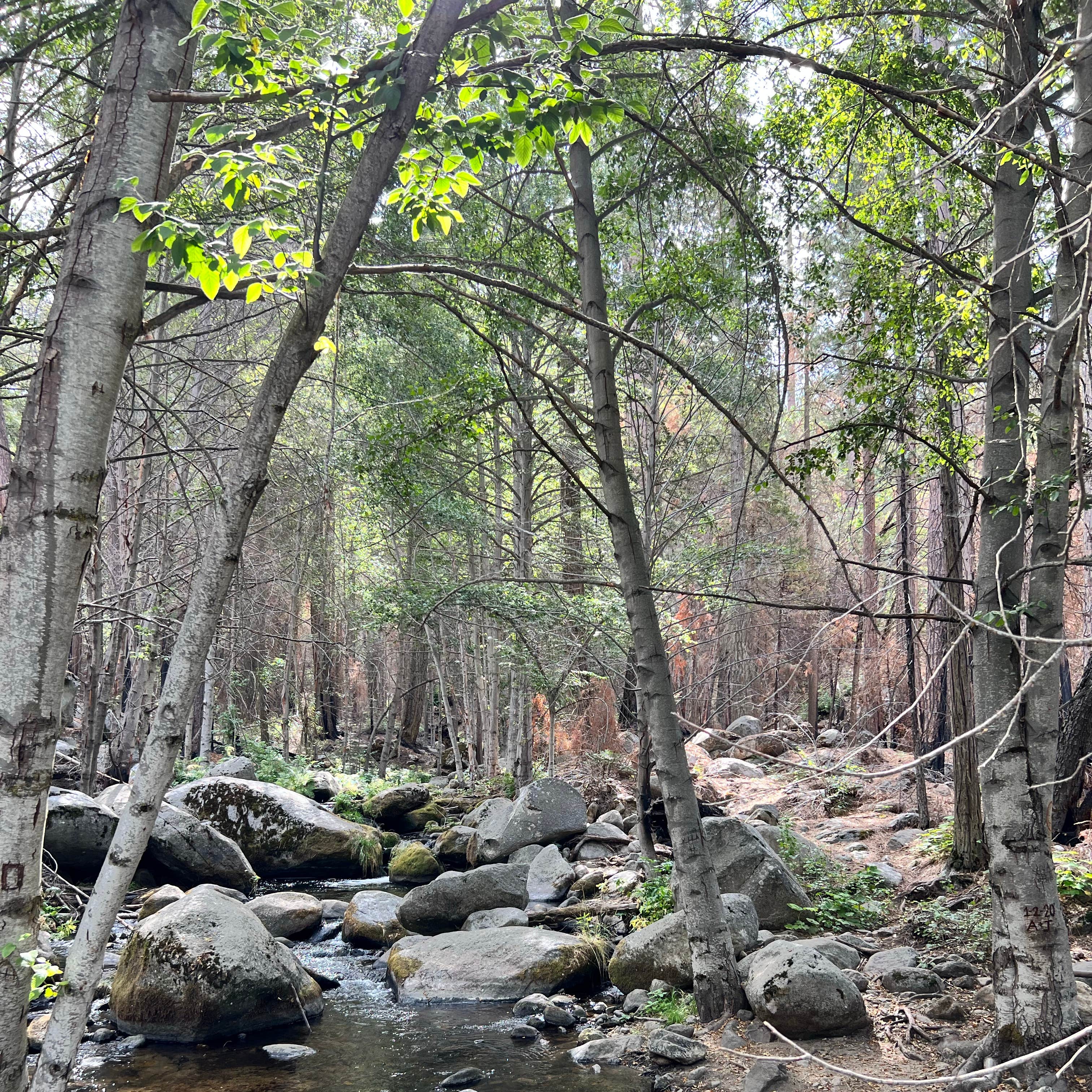 Sequoia National Forest Belknap Campground | Camp Nelson, CA
