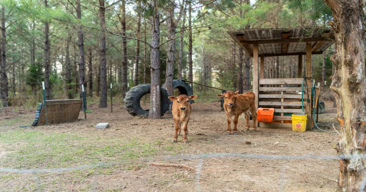 Moonpie Farm and Creamery Camping | Chipley, Florida