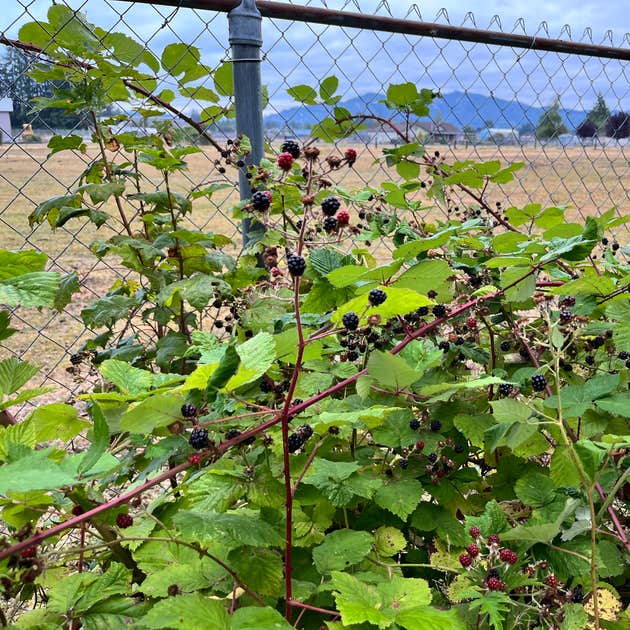 Forks 101 RV Park | Forks, Washington