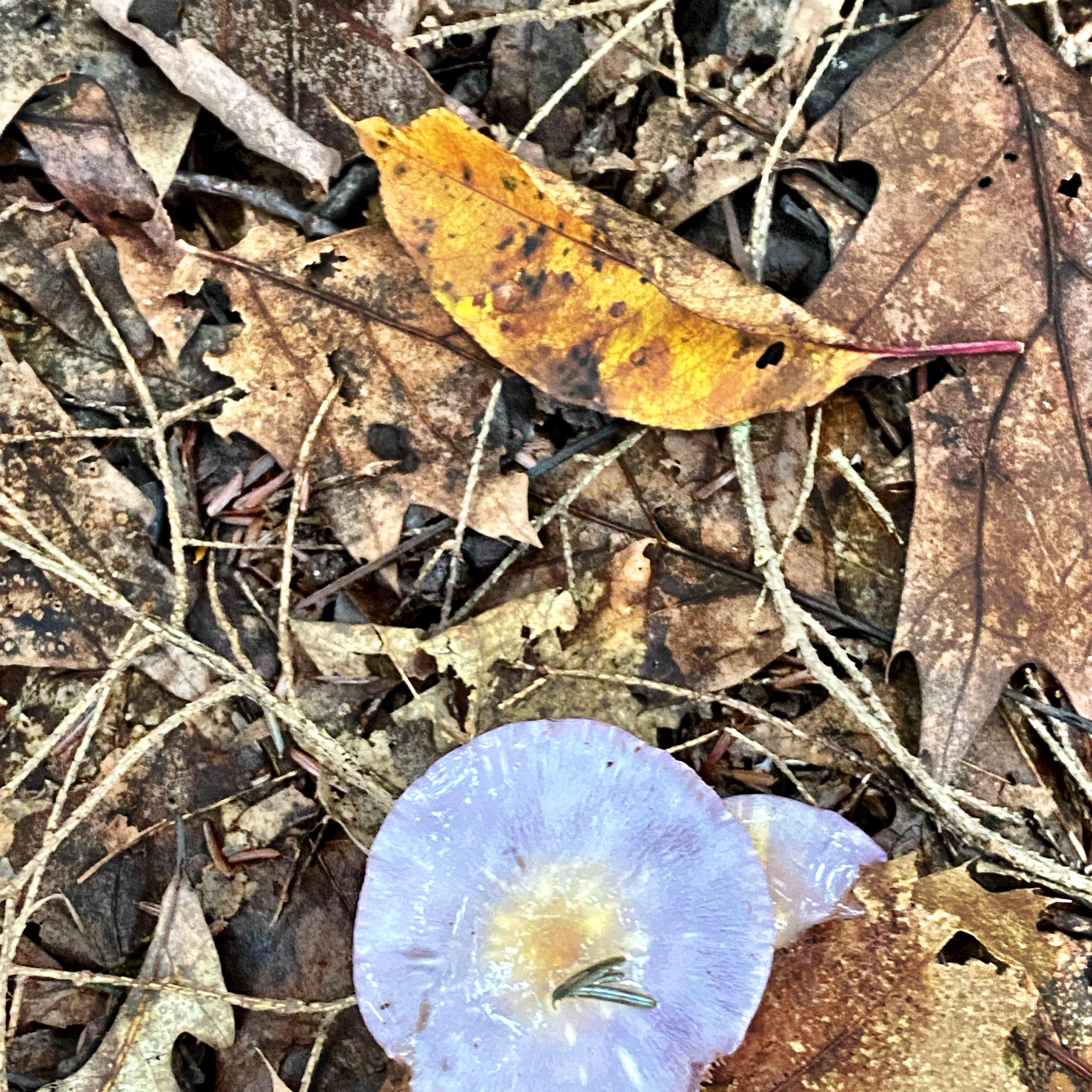 Crooked Run Campground — Prince Gallitzin State Park | Patton, PA