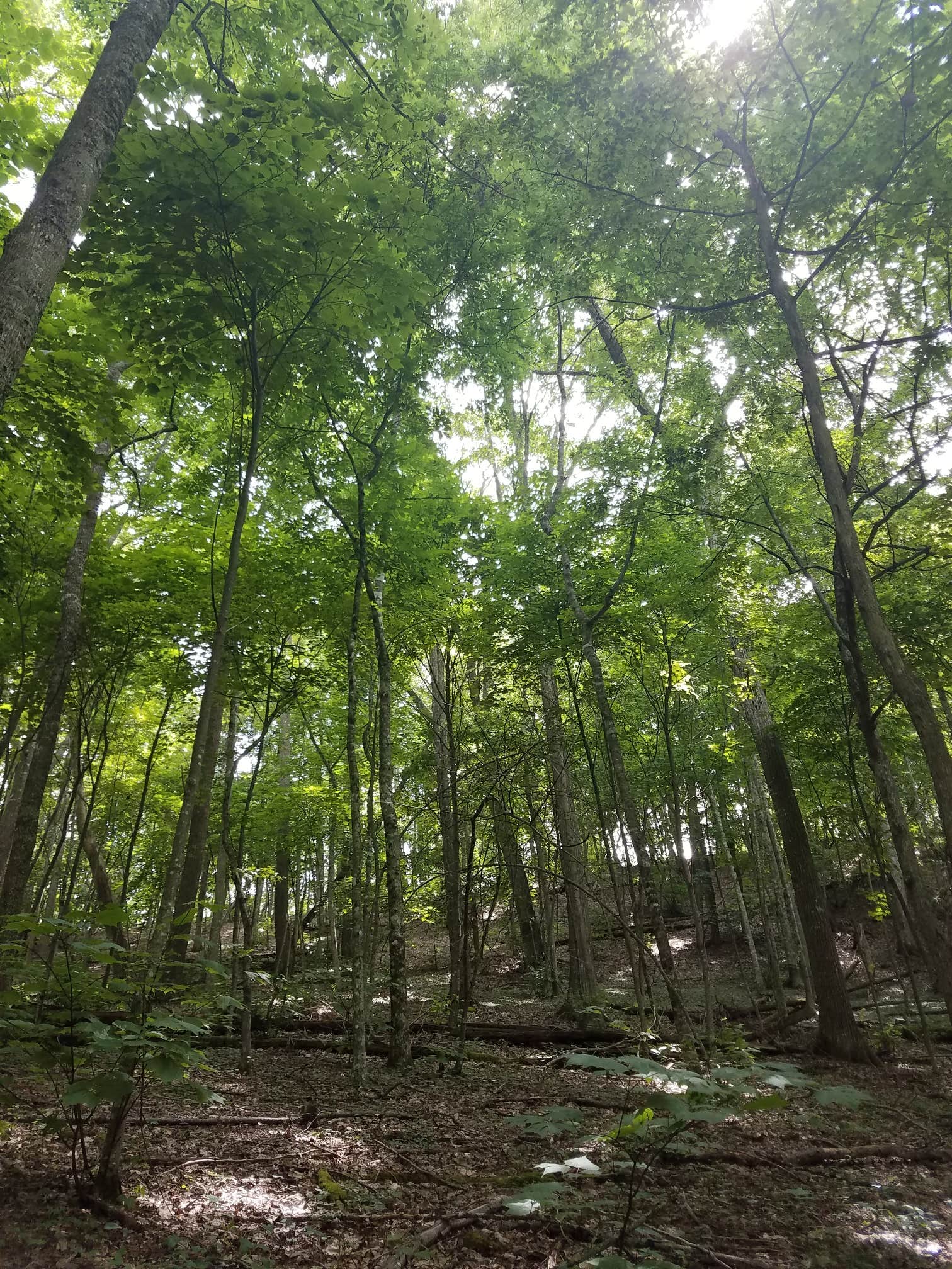 Hurricane Campground | Sugar grove, VA