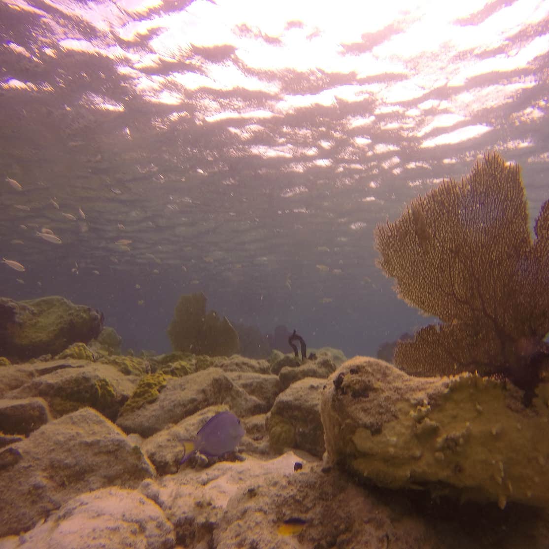 Kalopa State Rec Area - Hawaii Camping | Pu'u O Umi Natural Area ...