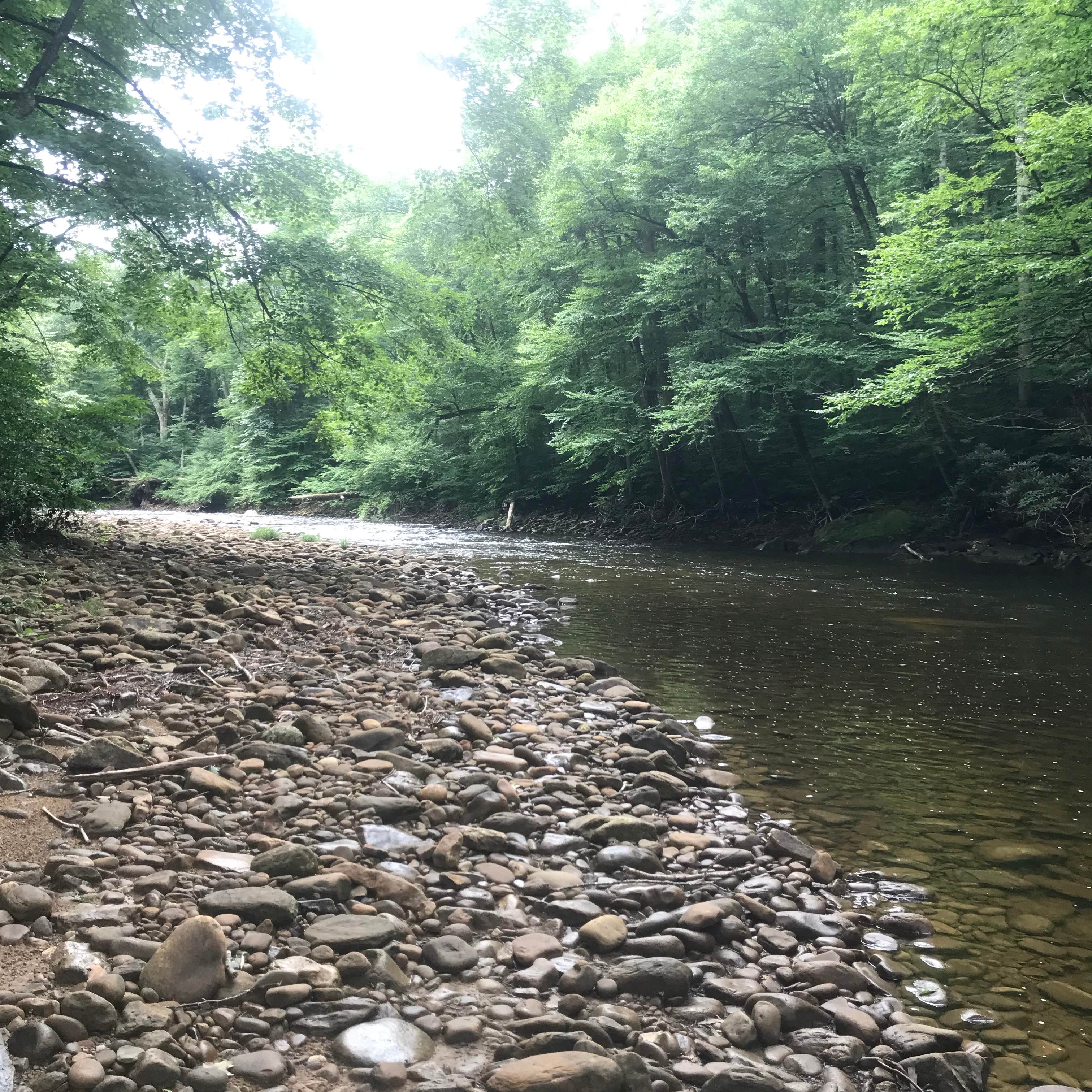 Cranberry River Sites NF Campground Camping | The Dyrt