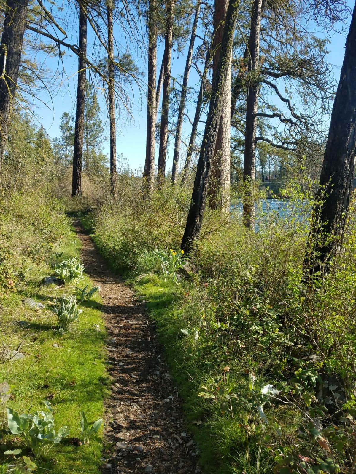 Bowl and Pitcher Campground — Riverside State Park | Spokane, WA