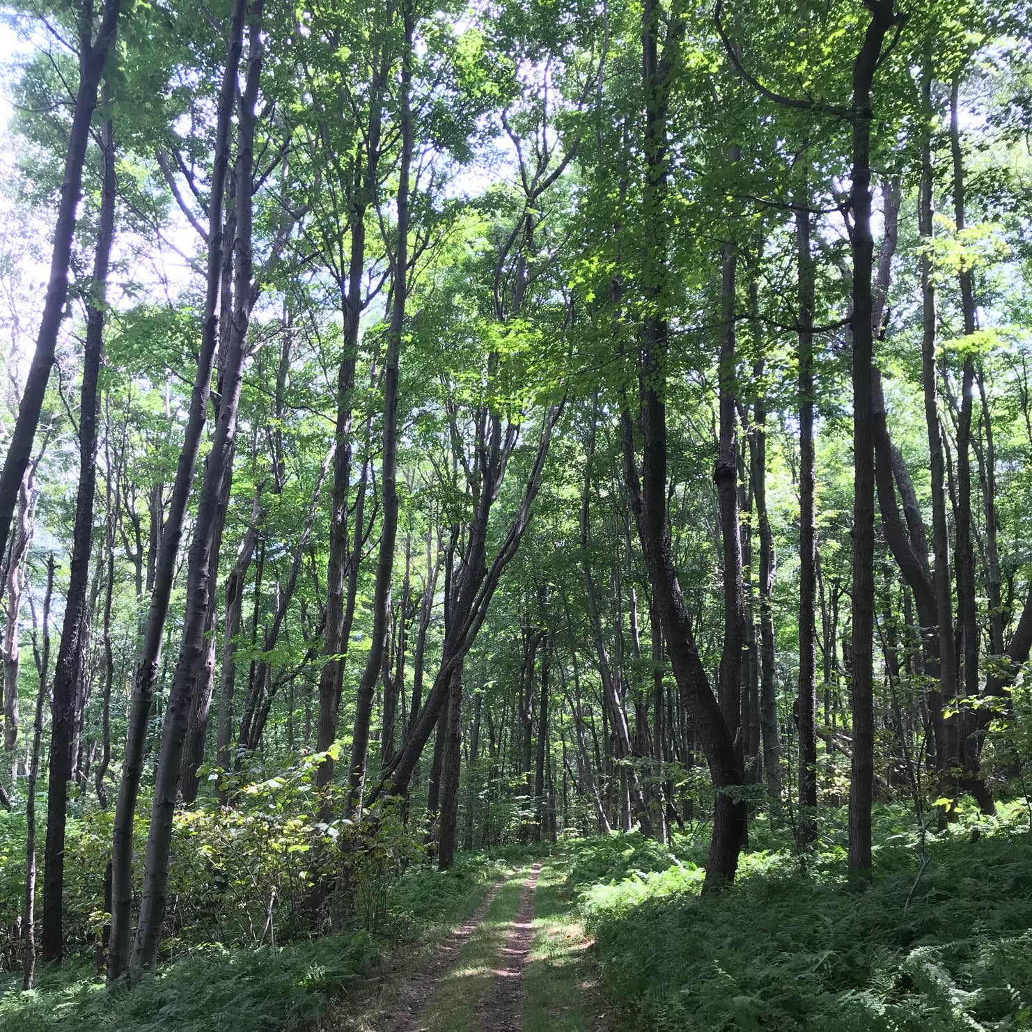 Blue Knob State Park Campground | Imler, Pennsylvania