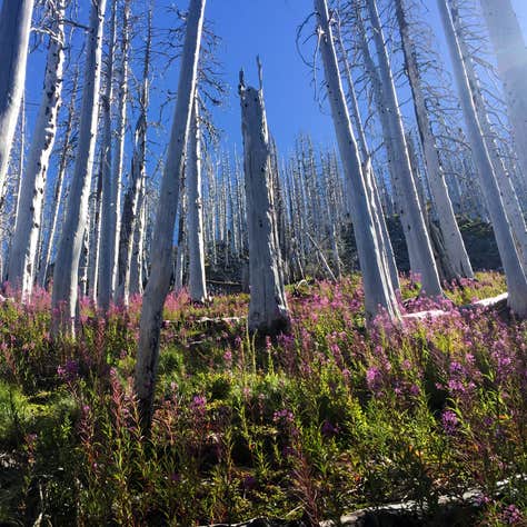Cloud Cap Saddle Camping | Mount Hood Parkdale, OR