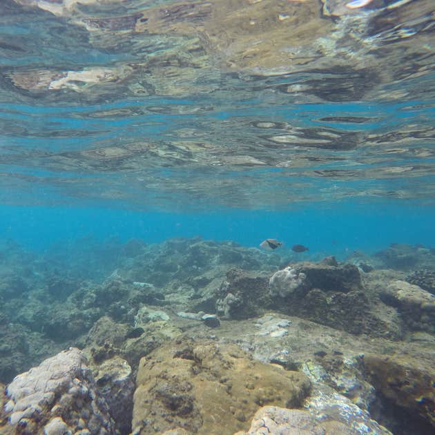Mahukona Beach Park Camping | Pu'u O Umi Natural Area Reserve, Hawaii