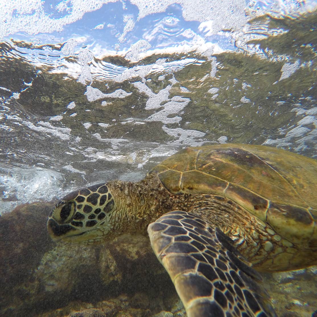 Mahukona Beach Park Camping | The Dyrt