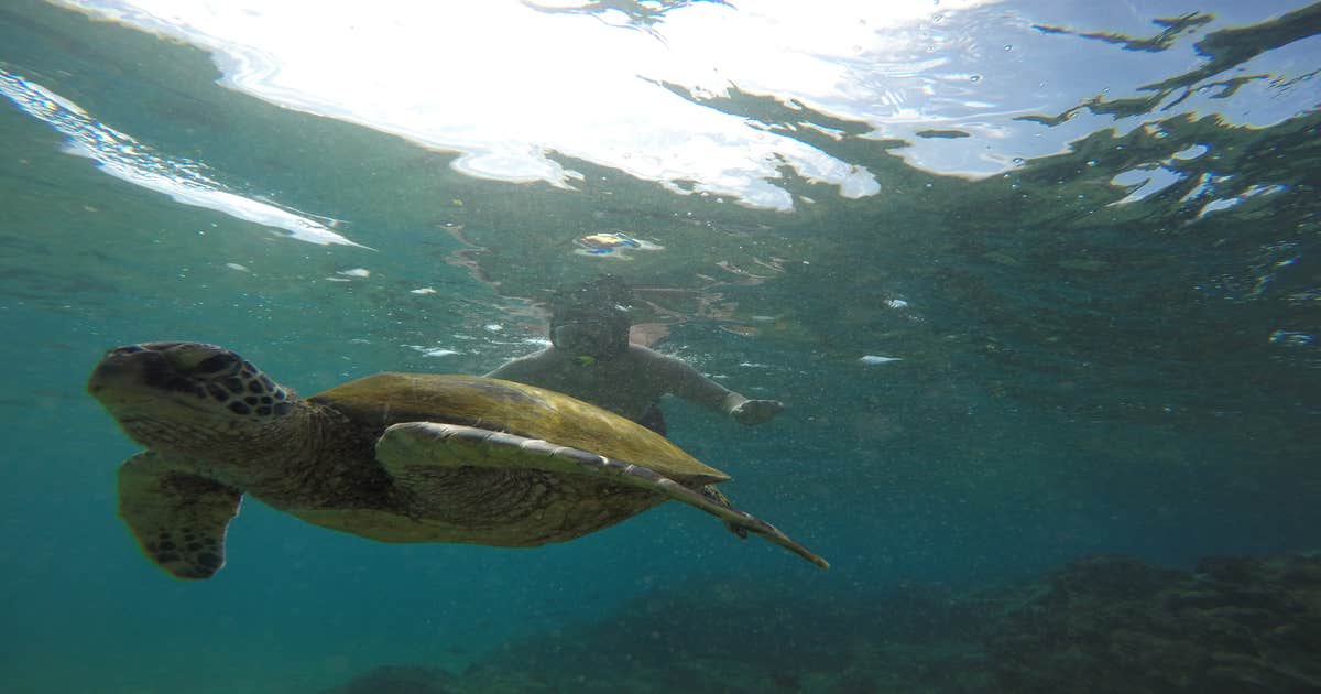 Mahukona Beach Park Camping | Waimea, HI
