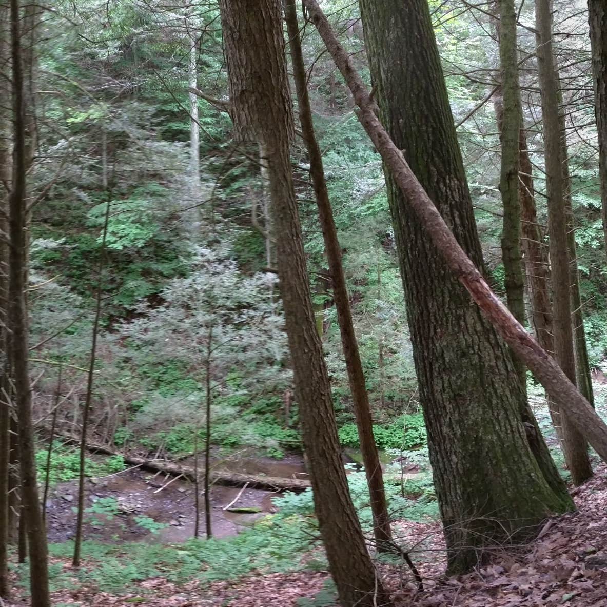 Leonard Harrison State Park Campground Camping | The Dyrt