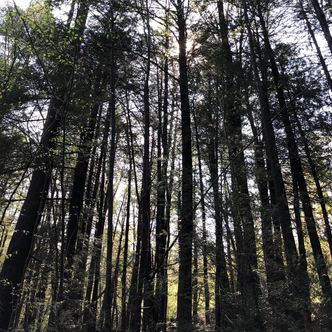 Green Ridge State Forest Camping | The Dyrt