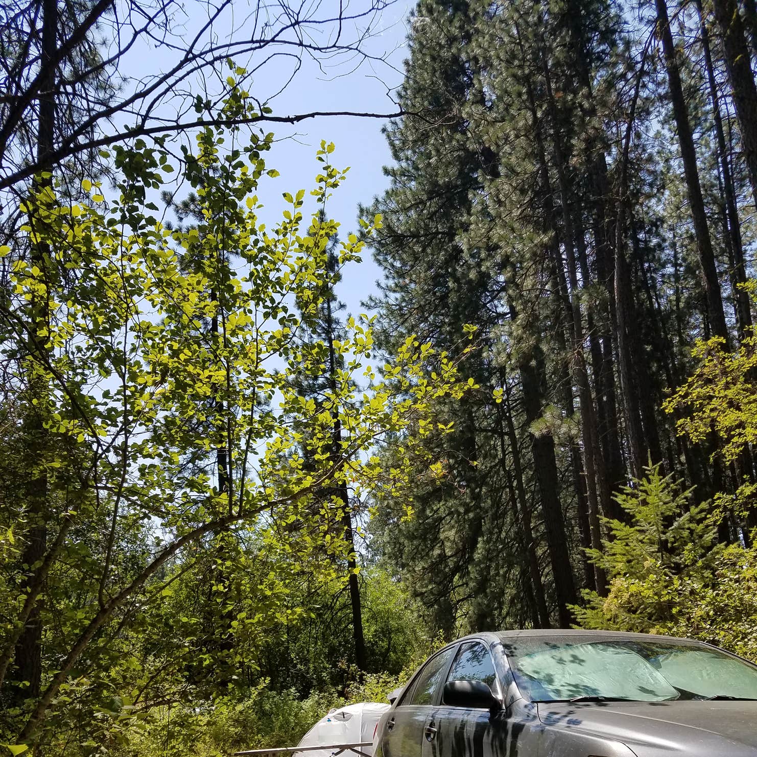 Brooks Memorial State Park Campground | Goldendale, Washington