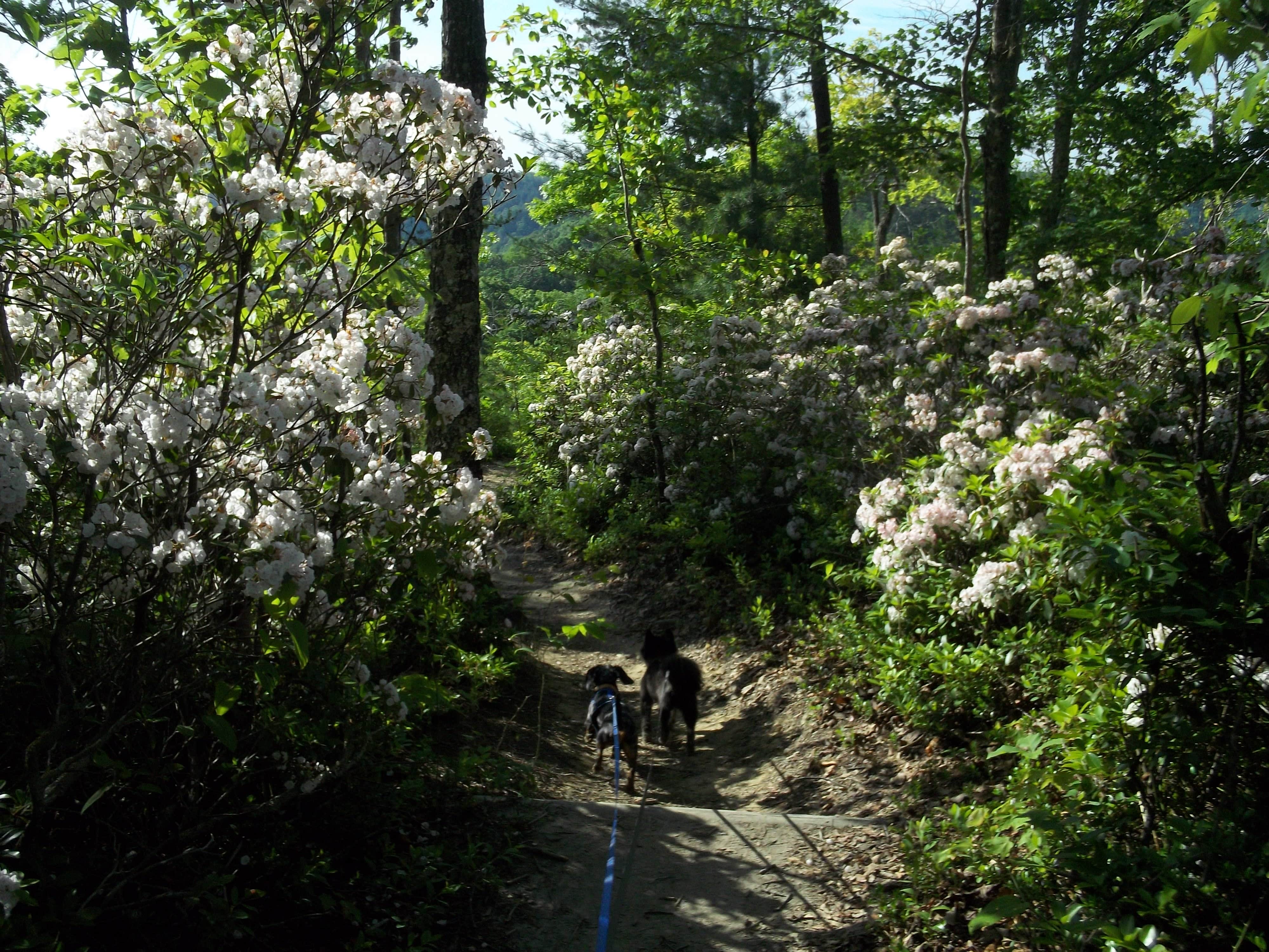 Bandy Creek Campground — Big South Fork National River and Recreation ...