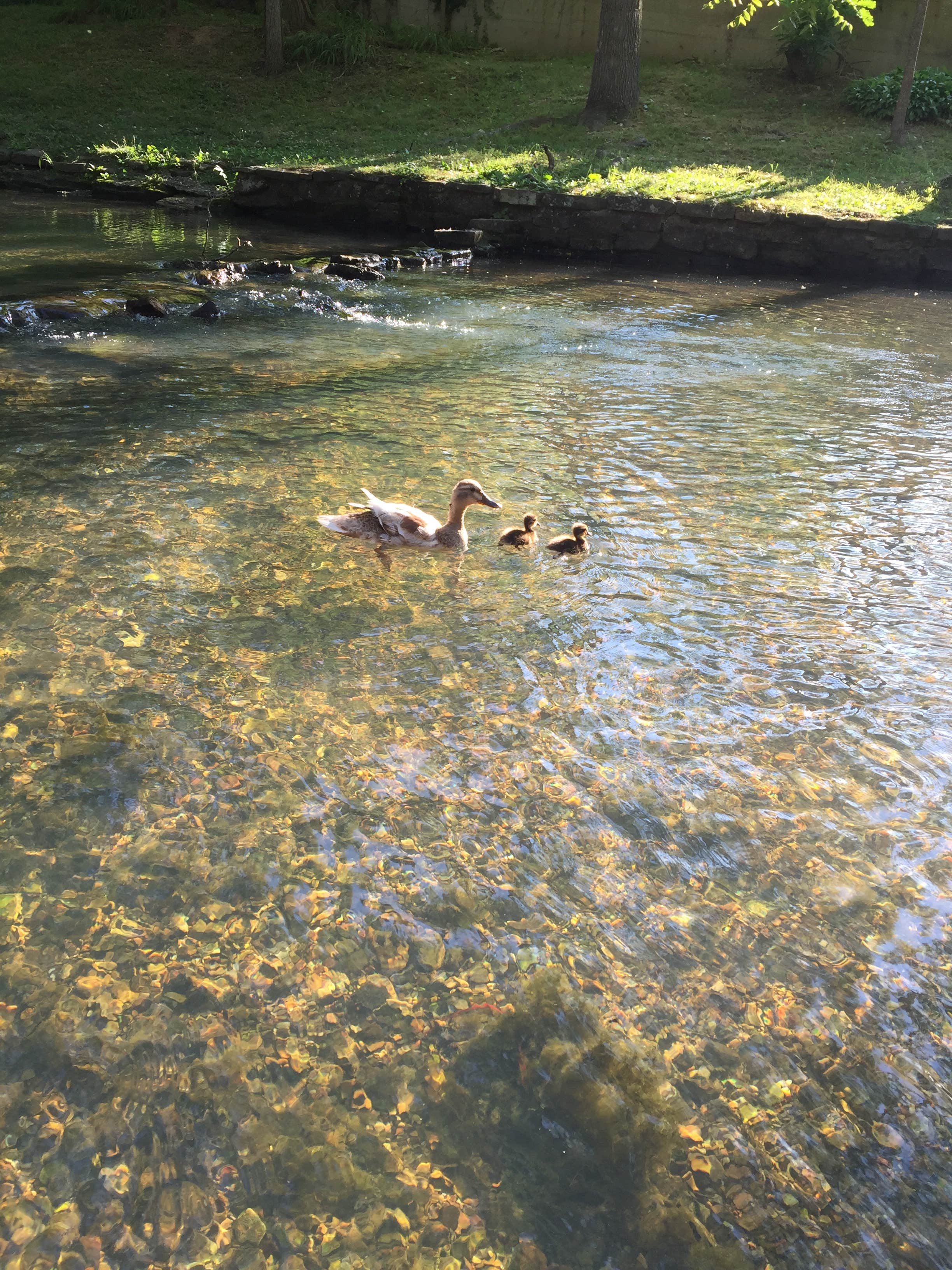 Maramec Spring Park Camping | St James, MO