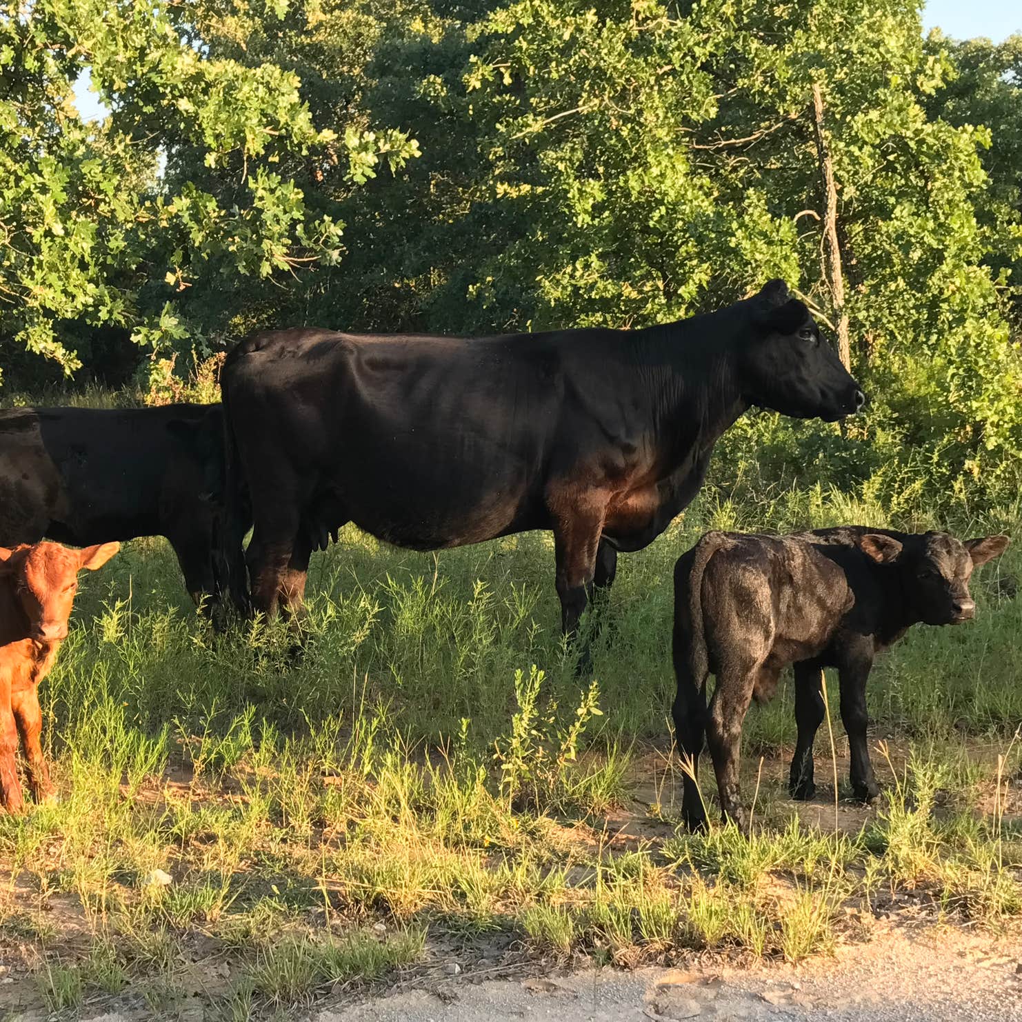Tadra Point Camping | Alvord, Texas