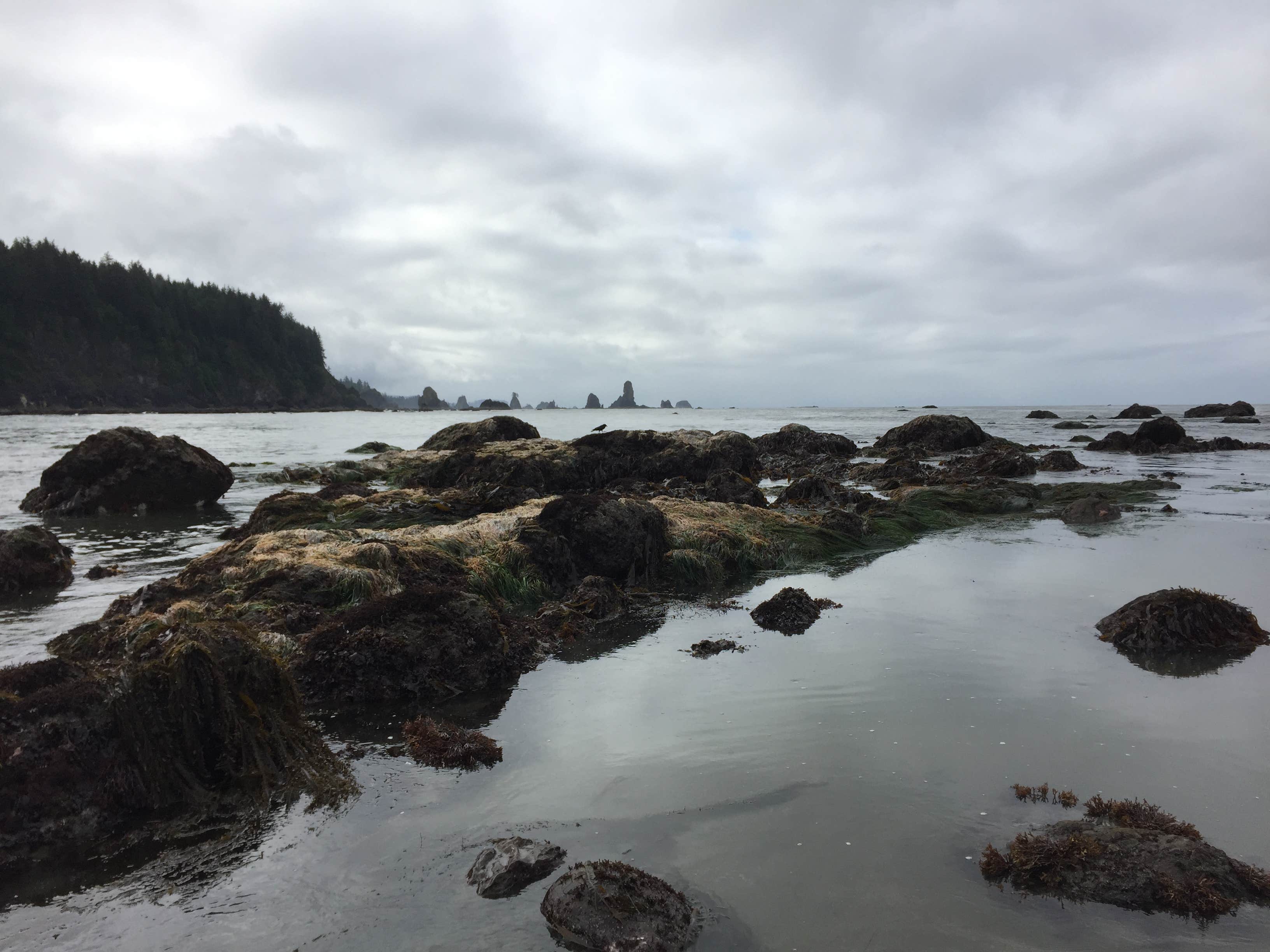 Third Beach Camping — Olympic National Park | La Push, WA
